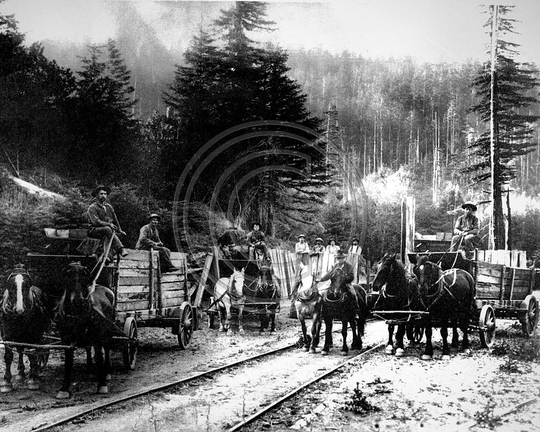 The Old Photo Guy | Historical Logging | Horse Team hauling RailRoad Ties