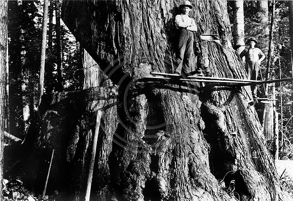 The Old Photo Guy | Historical Logging | Posing on Springboards