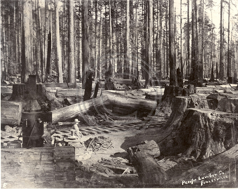 The Old Photo Guy | Historical Logging | Early Logging