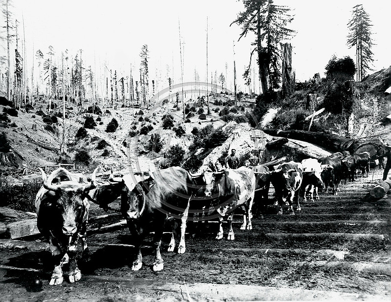 The Old Photo Guy | Historical Logging | Oxen team at work