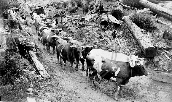 The Old Photo Guy | Historical Logging | ox & logs