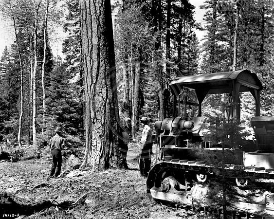 The Old Photo Guy | Historical Logging | Ponderosa Pine Logging