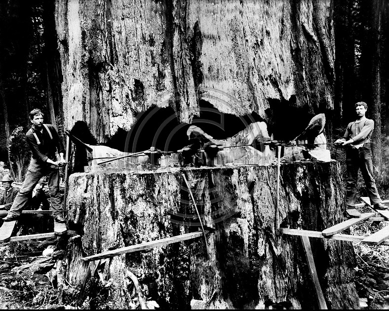 The Old Photo Guy | Historical Logging | Big Trees Require Big Saws