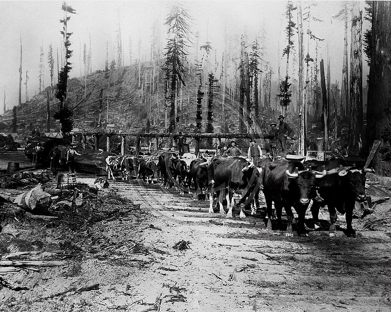 The Old Photo Guy | Historical Logging | Oxen team at work
